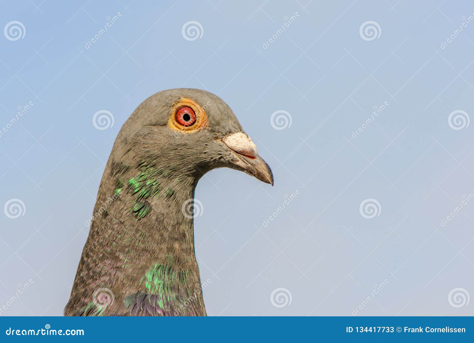 Primer De La Cabeza De Una Paloma Que Compite Con Imagen de archivo ...