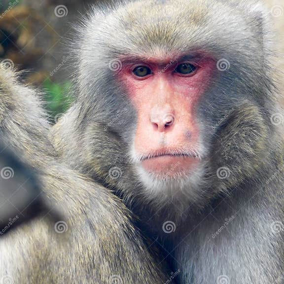 Primer De La Cara De Un Mono Foto de archivo - Imagen de cara, ojos ...