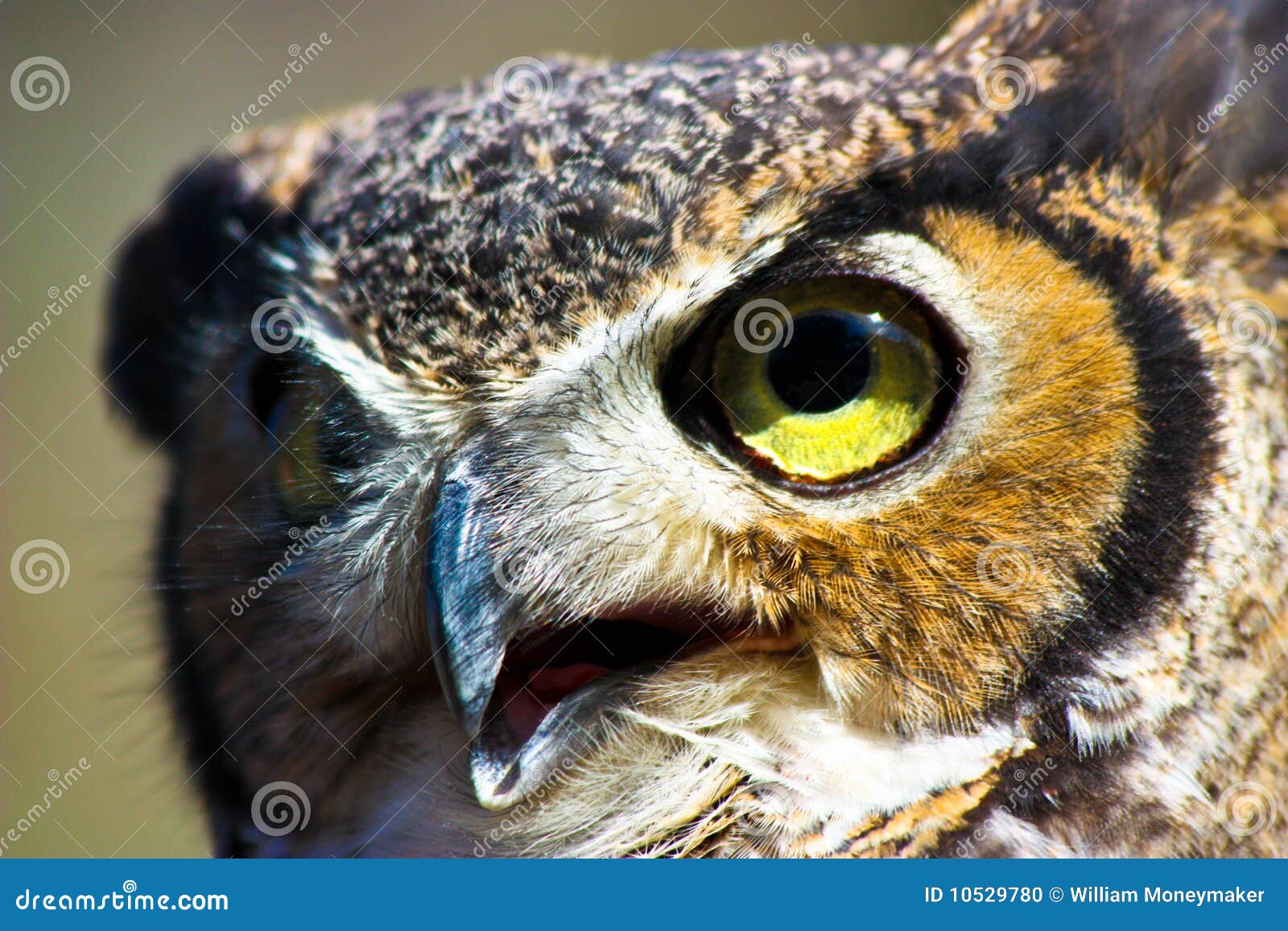 Primer de la cara del buho foto de archivo. Imagen de aislado - 10529780