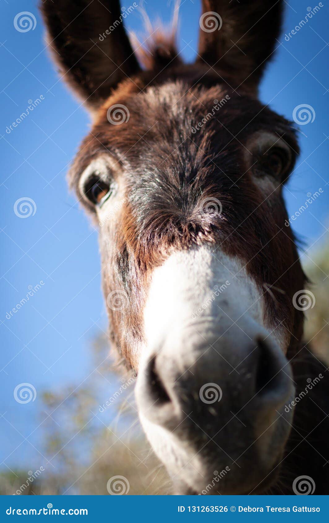 Primer De La Cara Del Burro Foto de archivo - Imagen de colores, cara ...