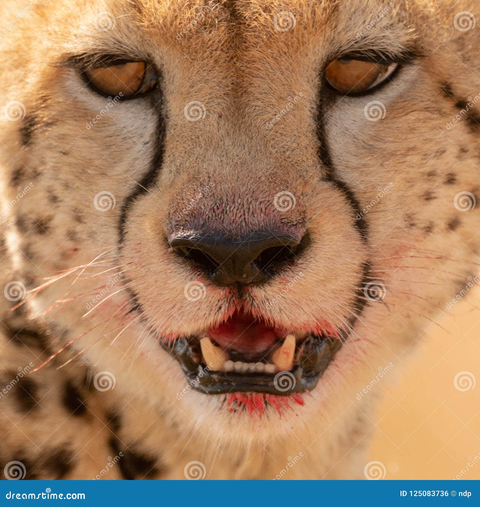 Primer De La Cara Del Guepardo Con La Boca Sangrienta Foto de archivo ...