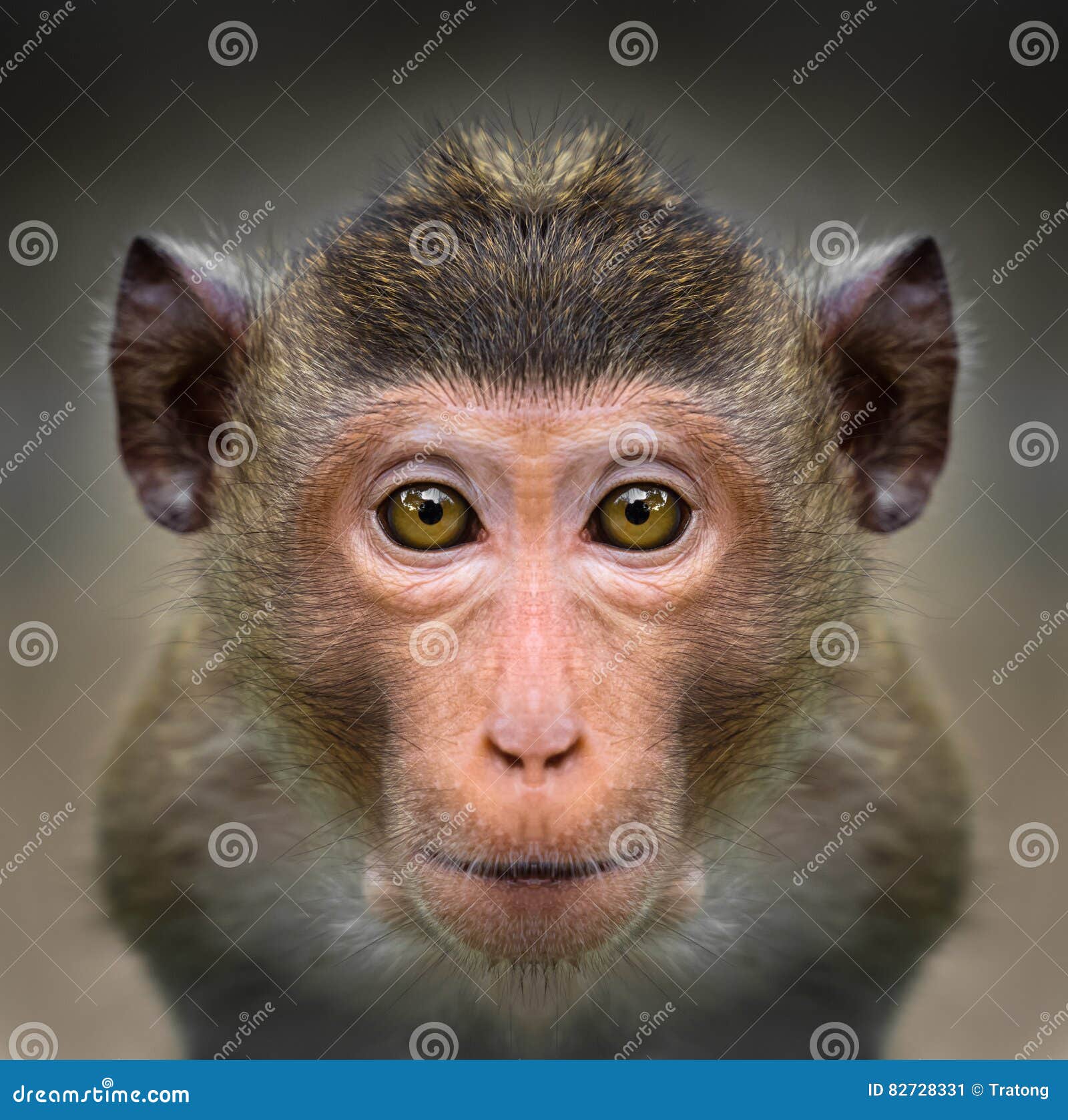 Primer De La Cara Del ` S Del Mono Imagen de archivo - Imagen de animal ...