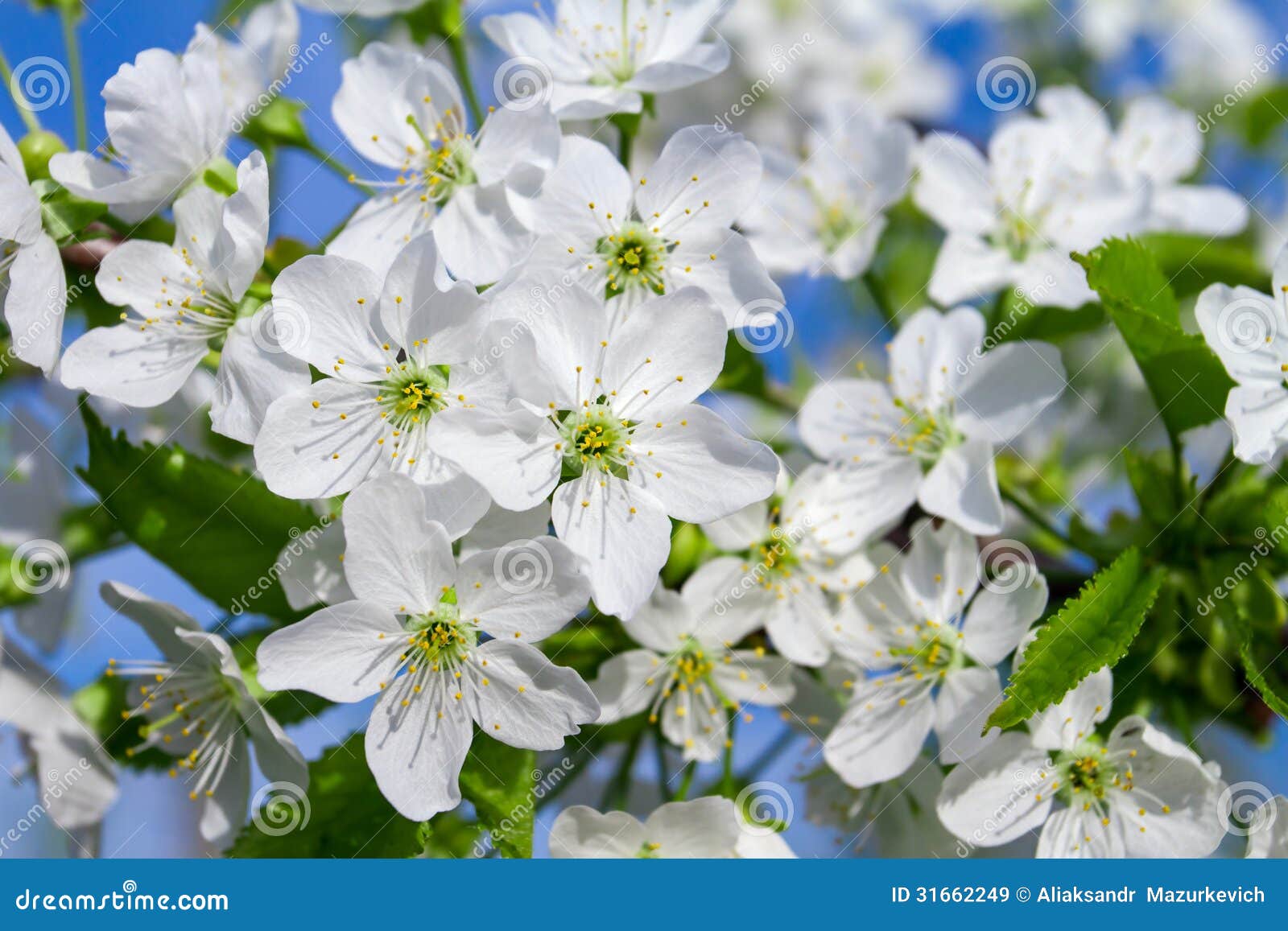 Primer De La Flor De Cerezo Imagen de archivo - Imagen de fresco ...