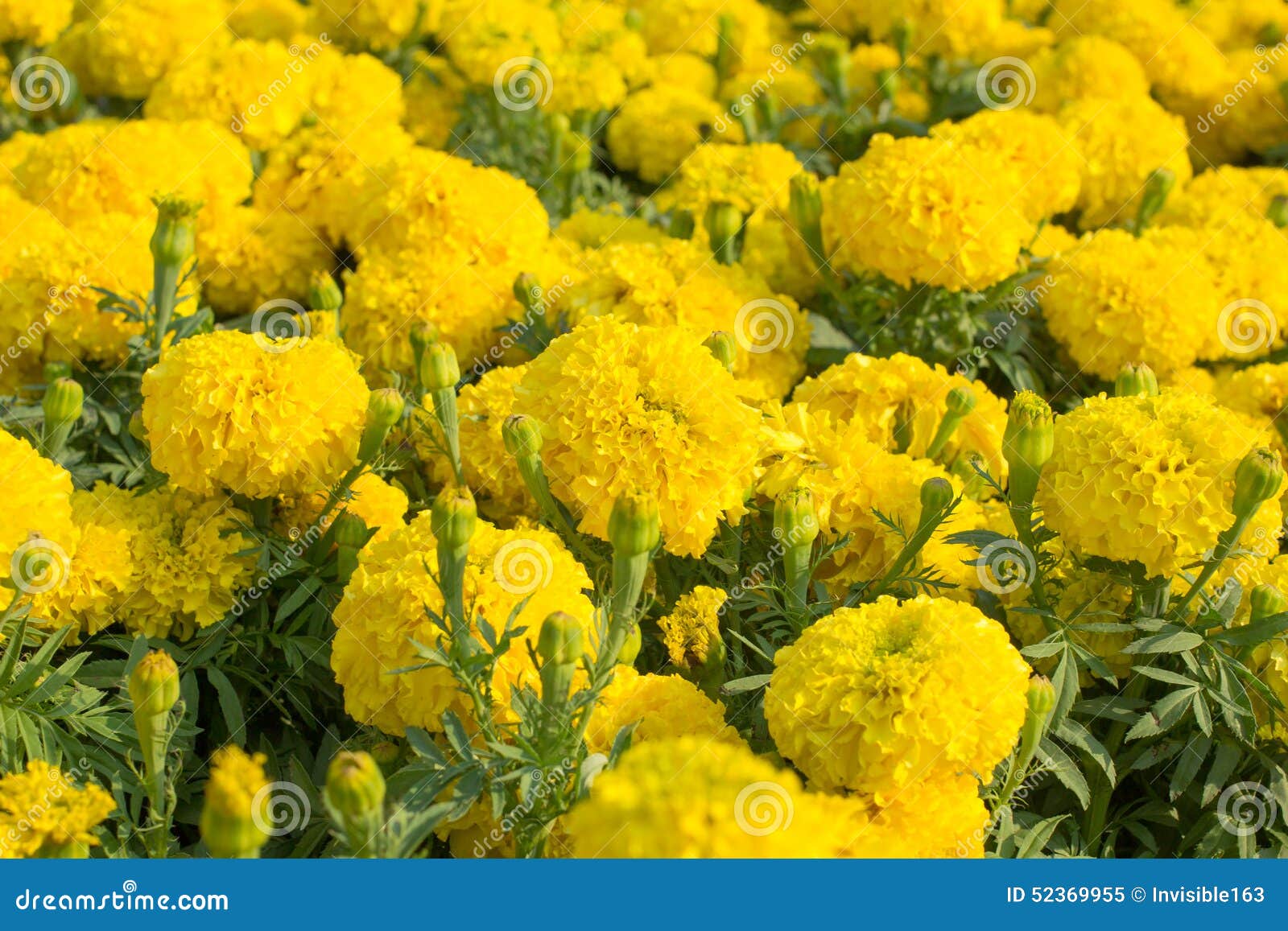 Primer 3 De La Flor De La Maravilla Imagen de archivo - Imagen de ...