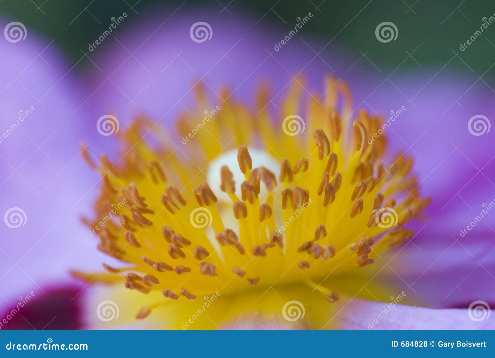 Primer De La Flor De Rose De Roca Foto de archivo - Imagen de resorte ...
