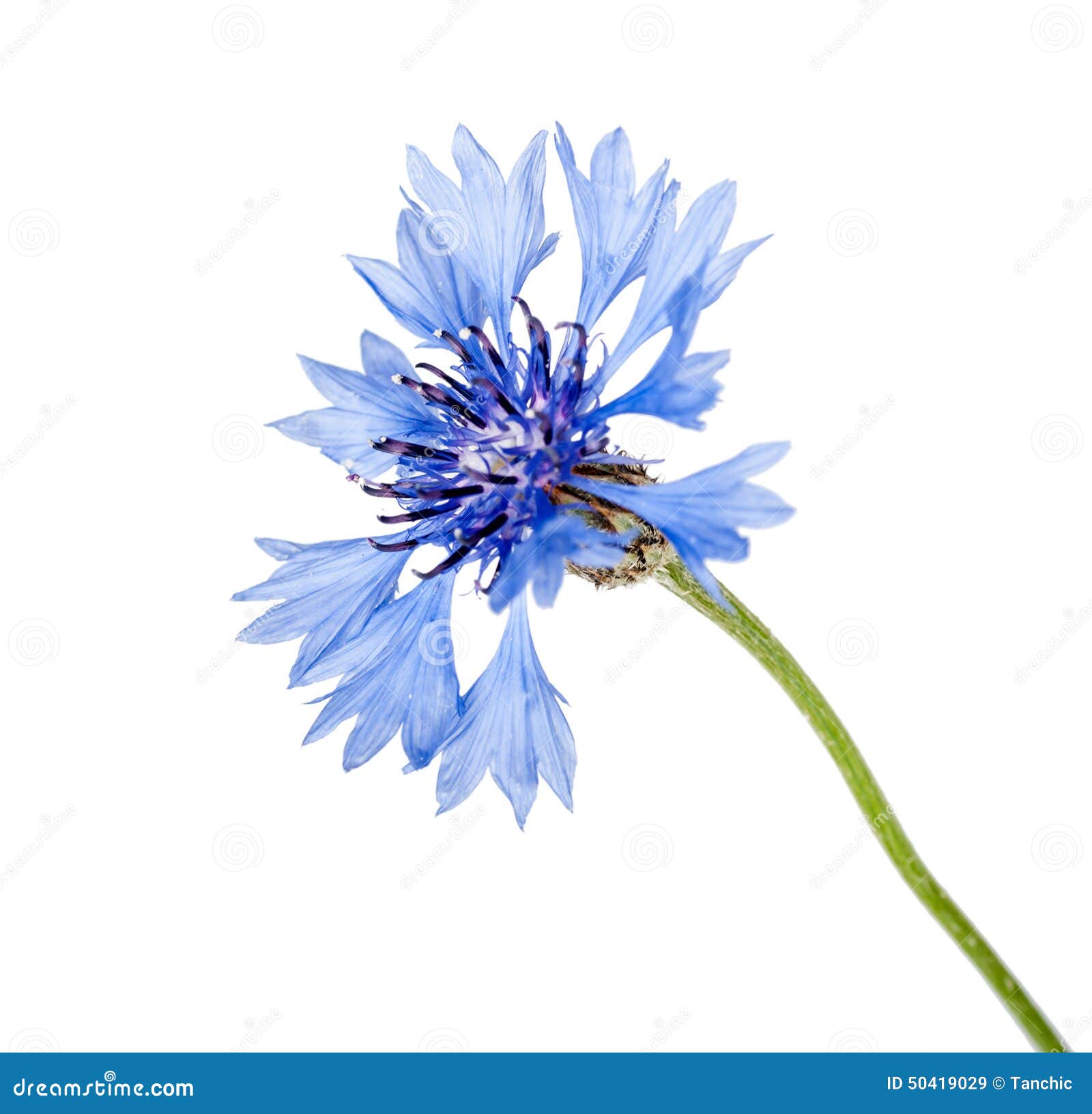 Primer De La Flor Del Aciano Imagen de archivo - Imagen de cubo, verano ...