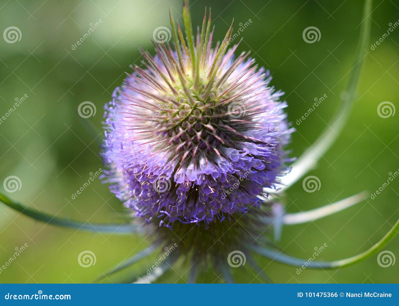 Primer De La Flor Del Cardo Del Cardo - Dipsacus Sativus Foto de ...