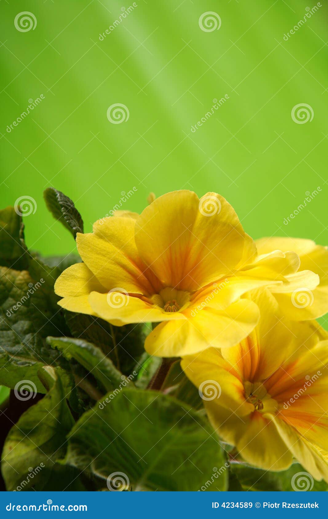 Primer De La Flor Del Primula Imagen de archivo - Imagen de pétalo ...