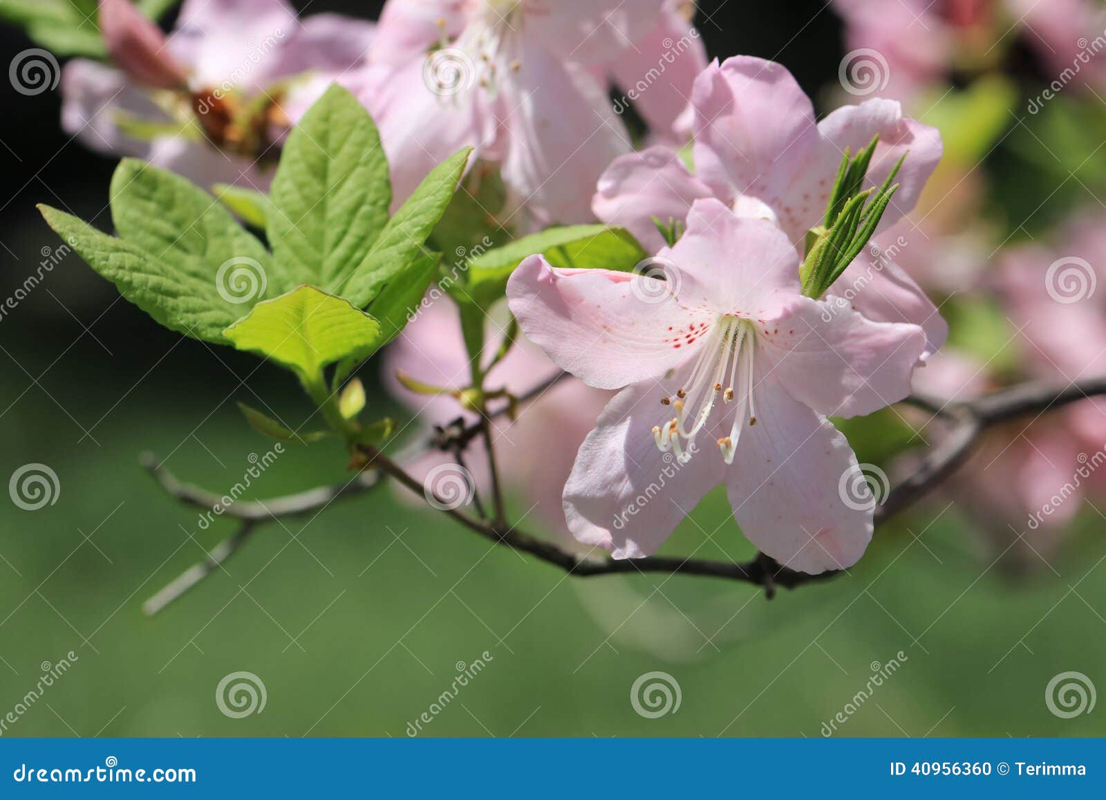 Primer De La Flor Del Rododendro Foto de archivo - Imagen de arbusto ...