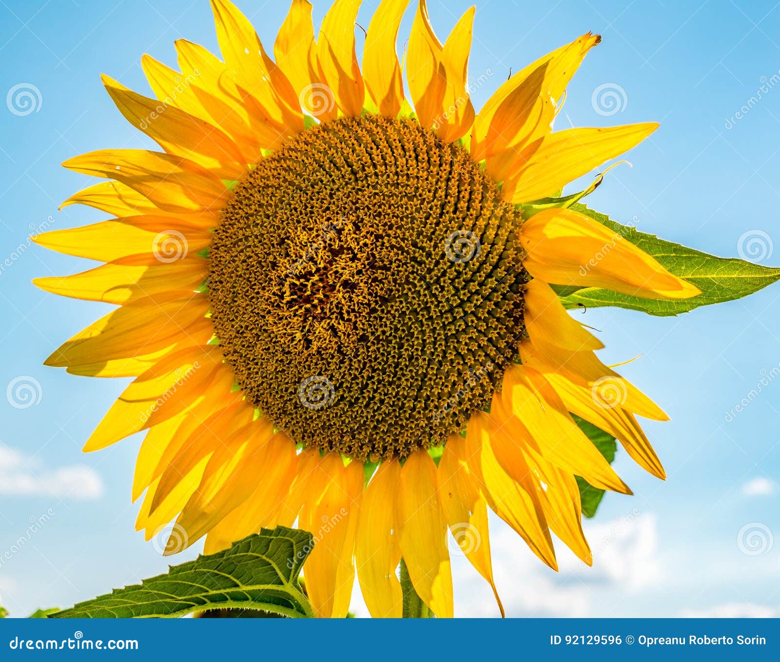 Primer De La Flor Del Sol En El Campo Foto de archivo - Imagen de ...