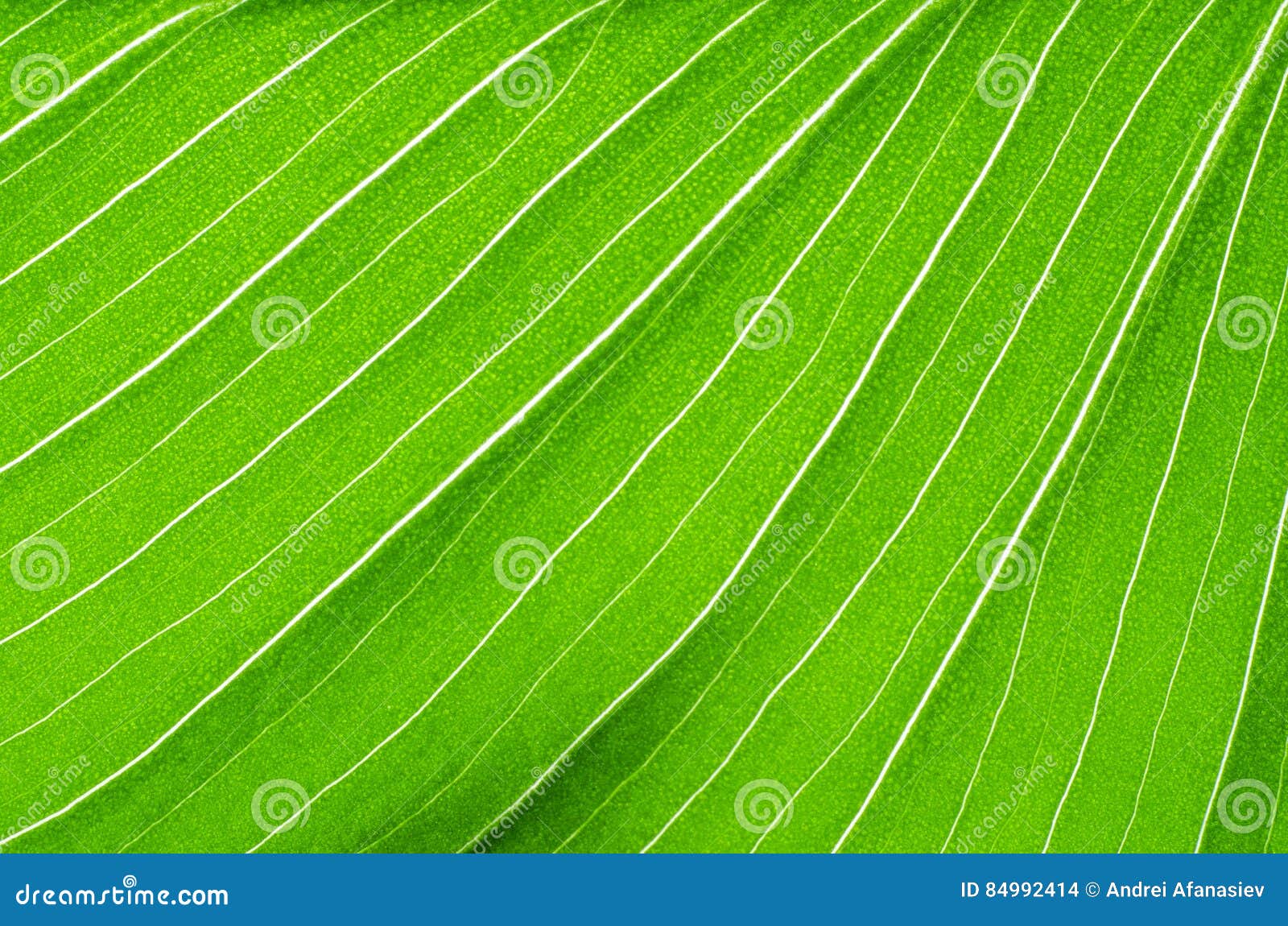 Primer De La Flor Verde De La Cala De La Hoja Foto de archivo - Imagen ...