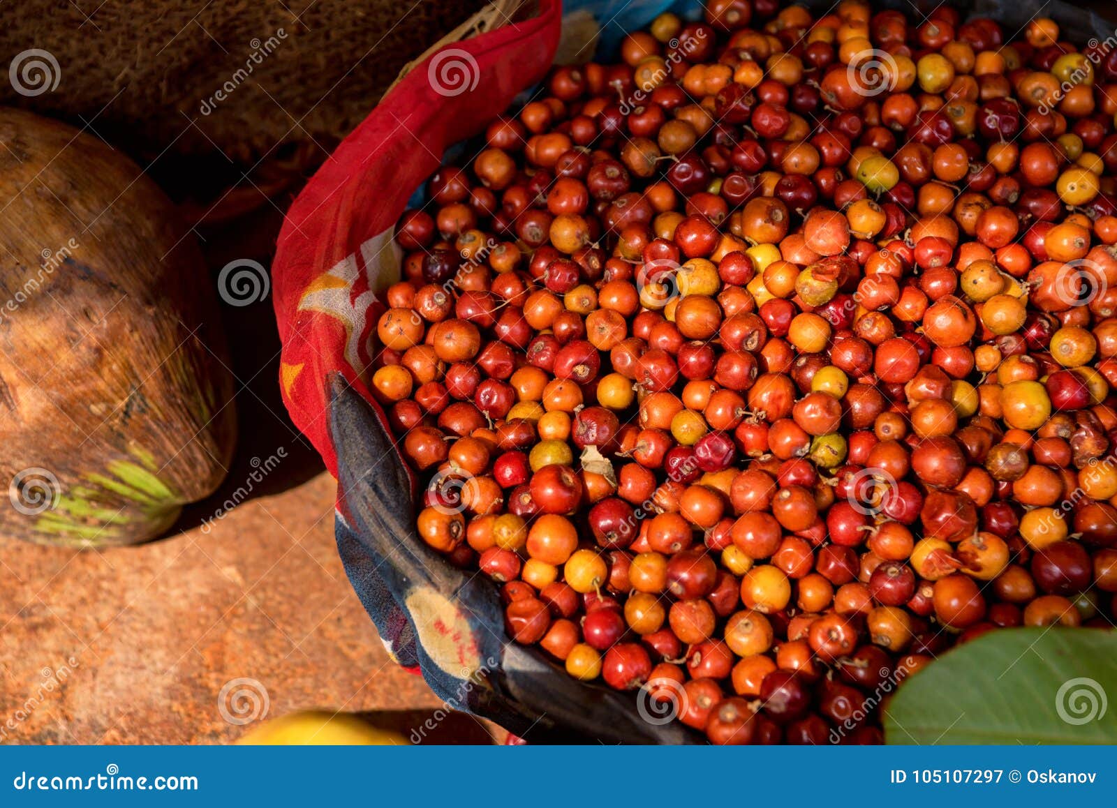 Primer De La Fruta De La Azufaifa Imagen de archivo - Imagen de fecha ...