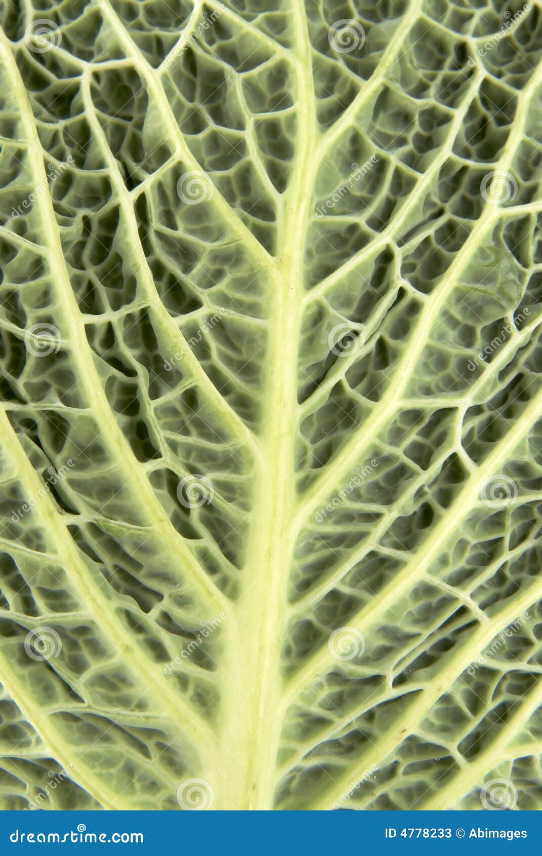 Primer De La Hoja De La Col Imagen de archivo - Imagen de alimento ...