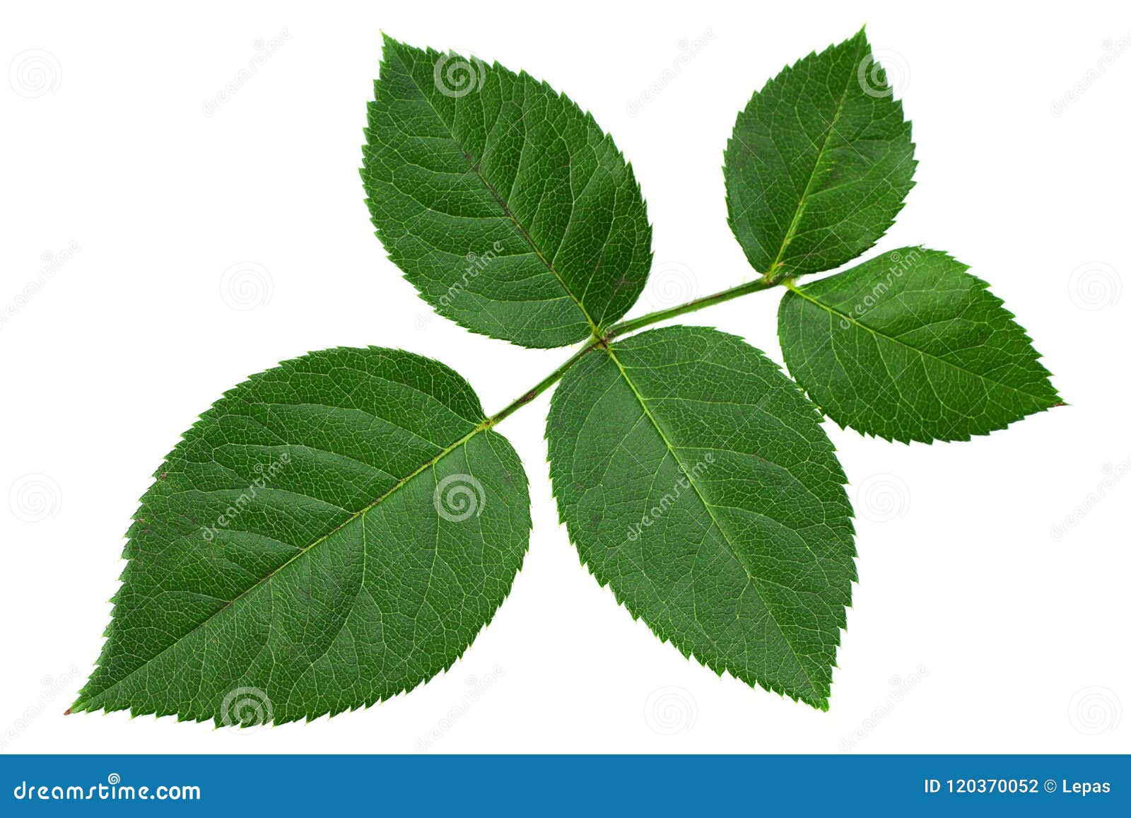 Primer De La Hoja De La Rosa Del Verde Foto de archivo - Imagen de ...