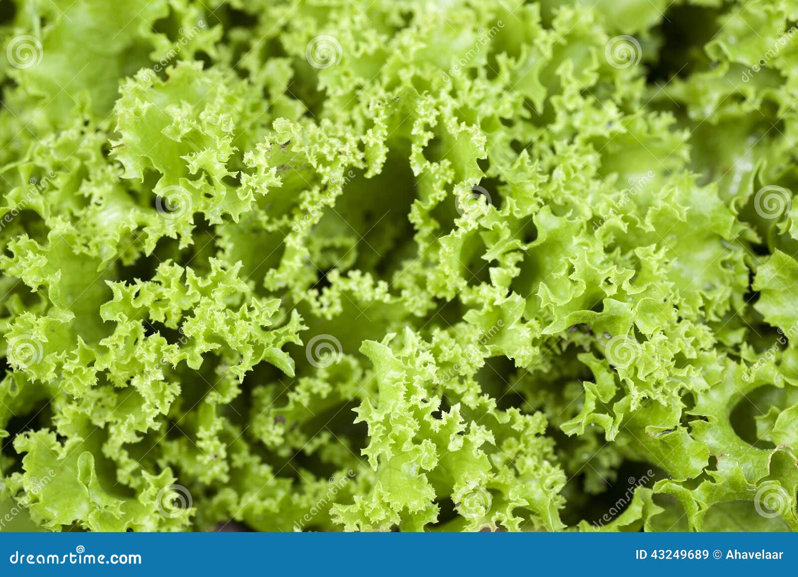 Primer De La Lechuga Del Biondo Del Lollo Imagen de archivo - Imagen de ...
