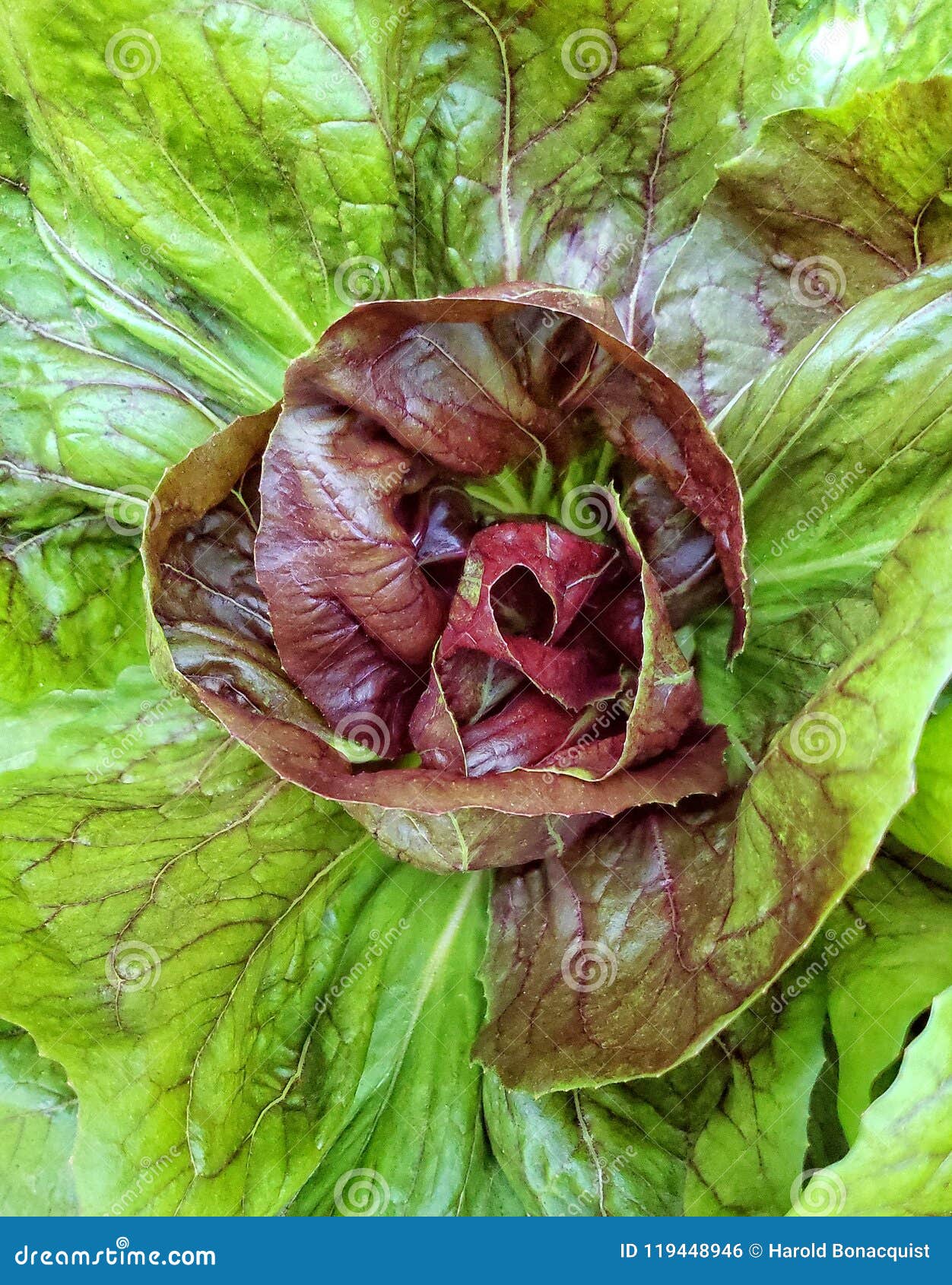 Primer de la lechuga roja foto de archivo. Imagen de verde - 119448946