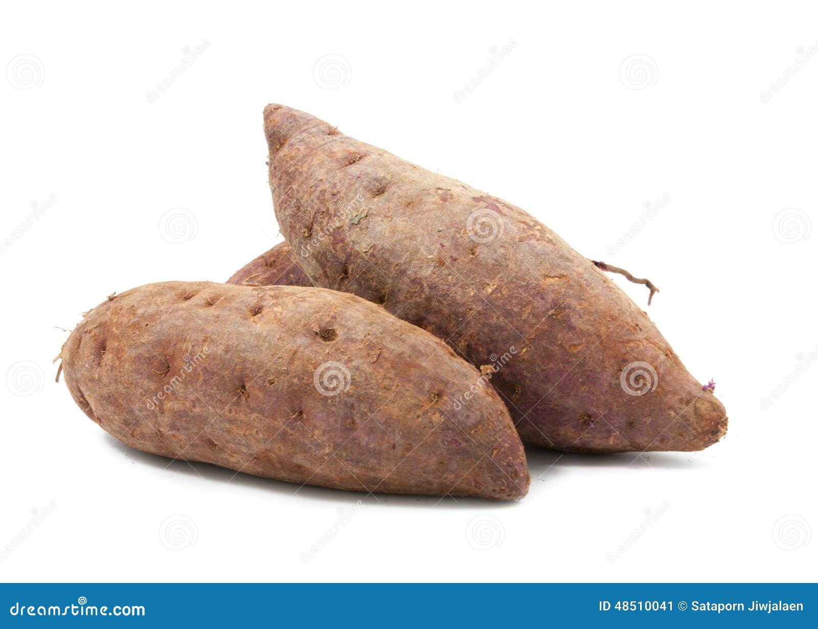 Primer De La Mandioca De Las Plantas De Tapioca Imagen de archivo ...