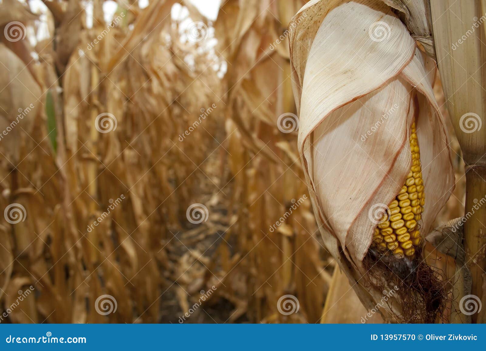 Primer De La Mazorca De Maíz Seca Lista Para La Cosecha Foto de archivo ...