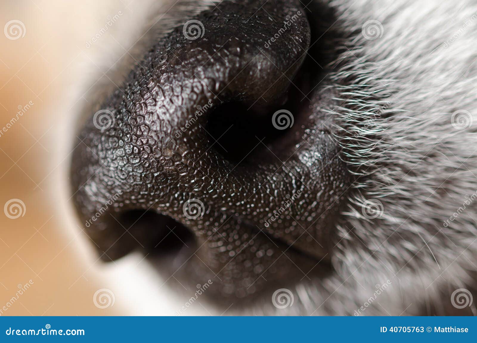 Primer De La Nariz De Perro Imagen de archivo - Imagen de boca, primer ...