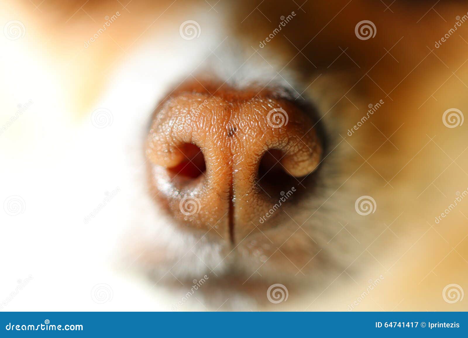 Primer De La Nariz De Perro Imagen de archivo - Imagen de hermoso, boca ...