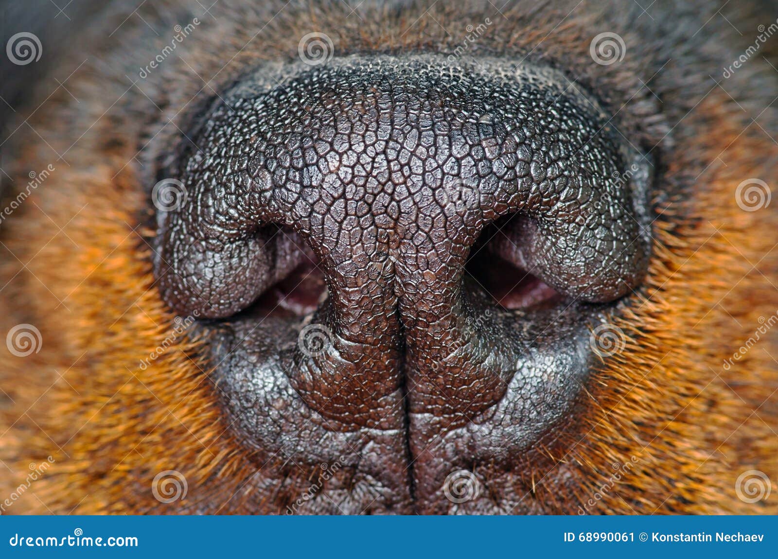 Primer De La Nariz De Perro Imagen de archivo - Imagen de canino, lindo ...