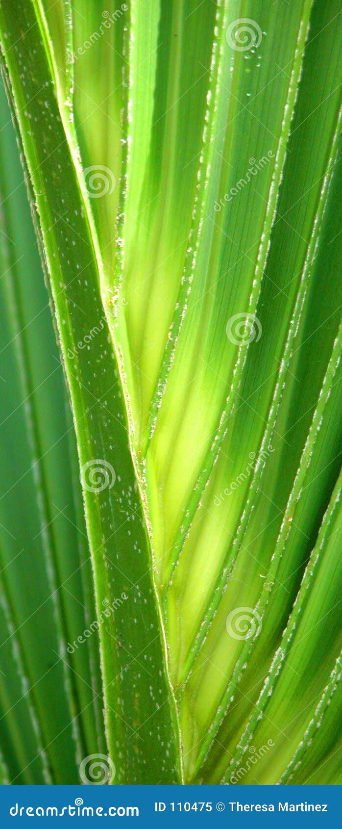 Primer De La Palma Fron Del Lit Imagen de archivo - Imagen de coco ...