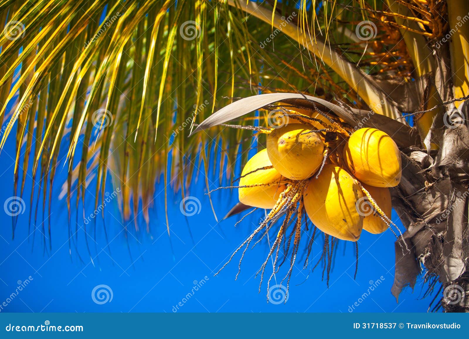 Primer De La Palmera Tropical Del Coco Con Amarillo Imagen de archivo ...