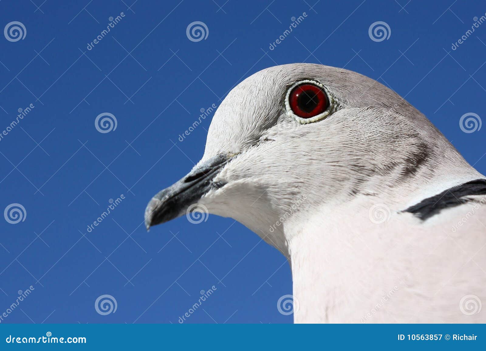 Primer de la paloma imagen de archivo. Imagen de gris - 10563857