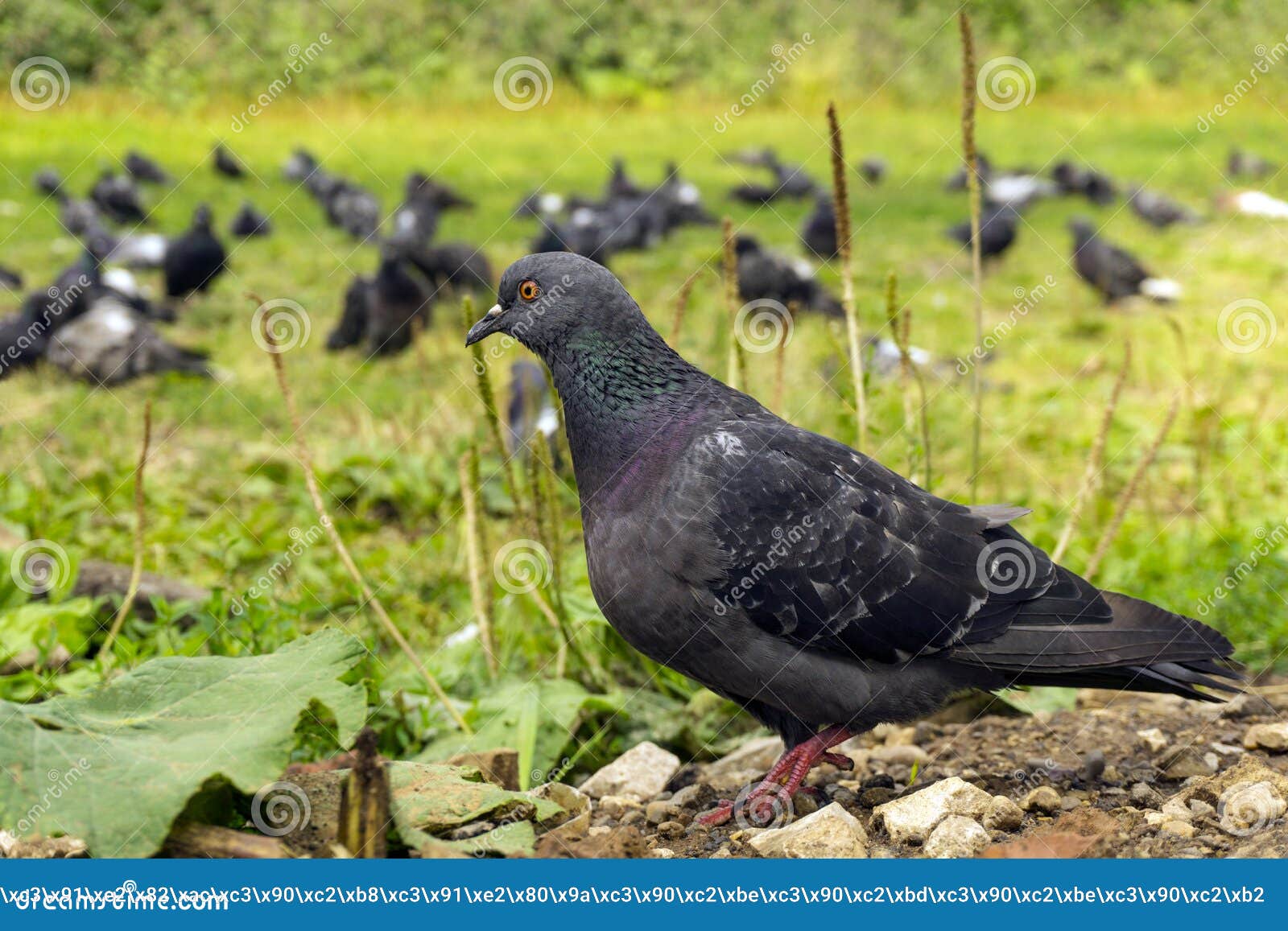 Primer De La Paloma De La Ciudad Imagen de archivo - Imagen de portador ...
