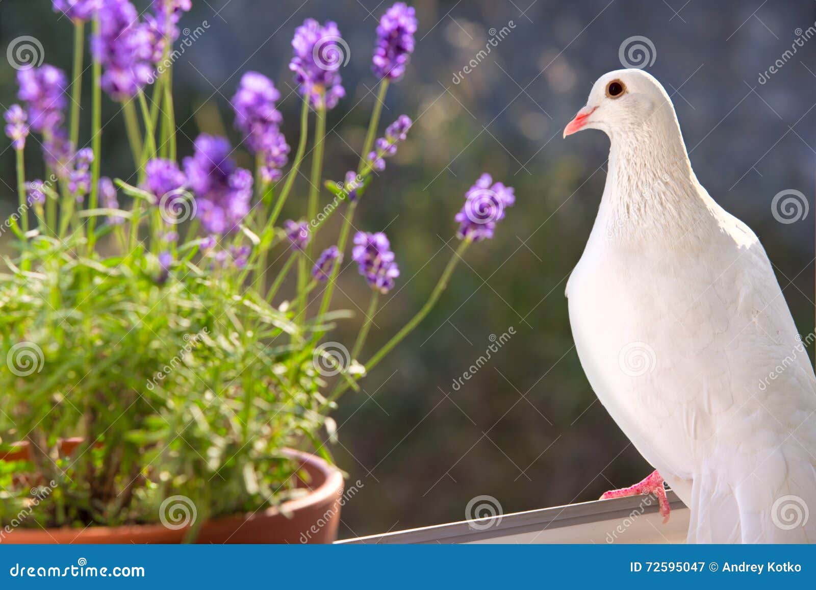 Primer De La Paloma Del Blanco Imagen de archivo - Imagen de pureza ...