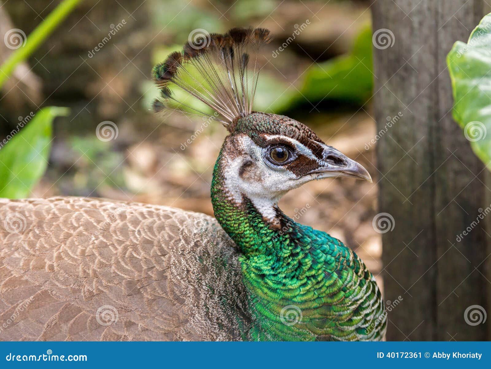 Primer de la pava real imagen de archivo. Imagen de plumas - 40172361