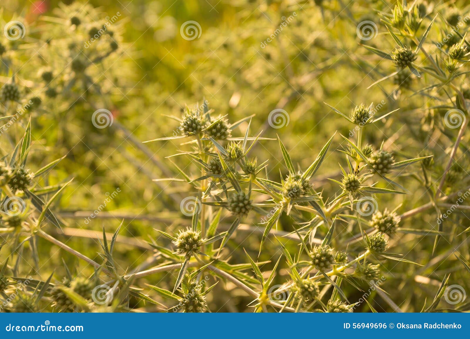 Primer De La Planta Rodadora Foto de archivo - Imagen de rural, hierba ...