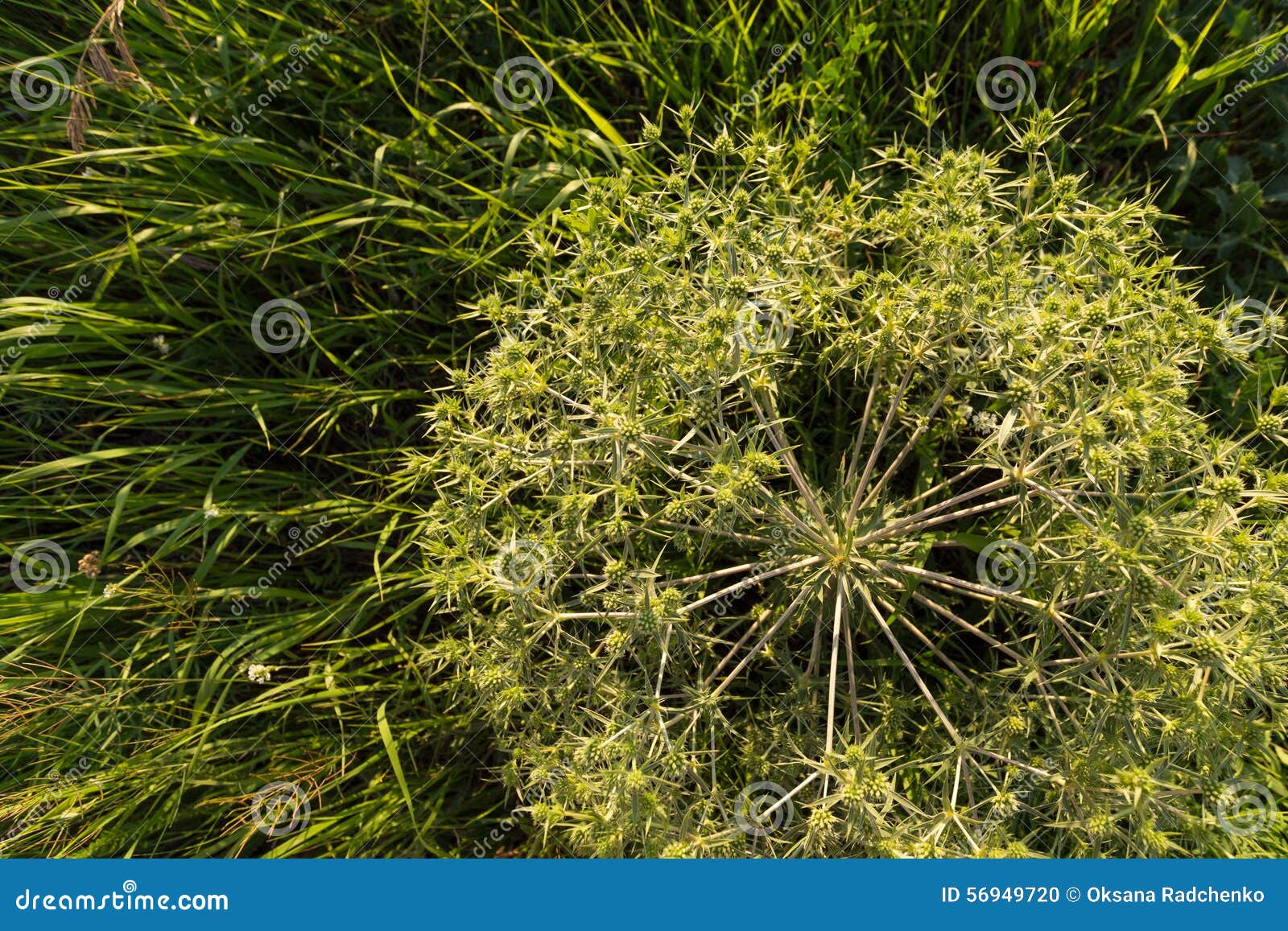 Primer De La Planta Rodadora Foto de archivo - Imagen de tallado ...