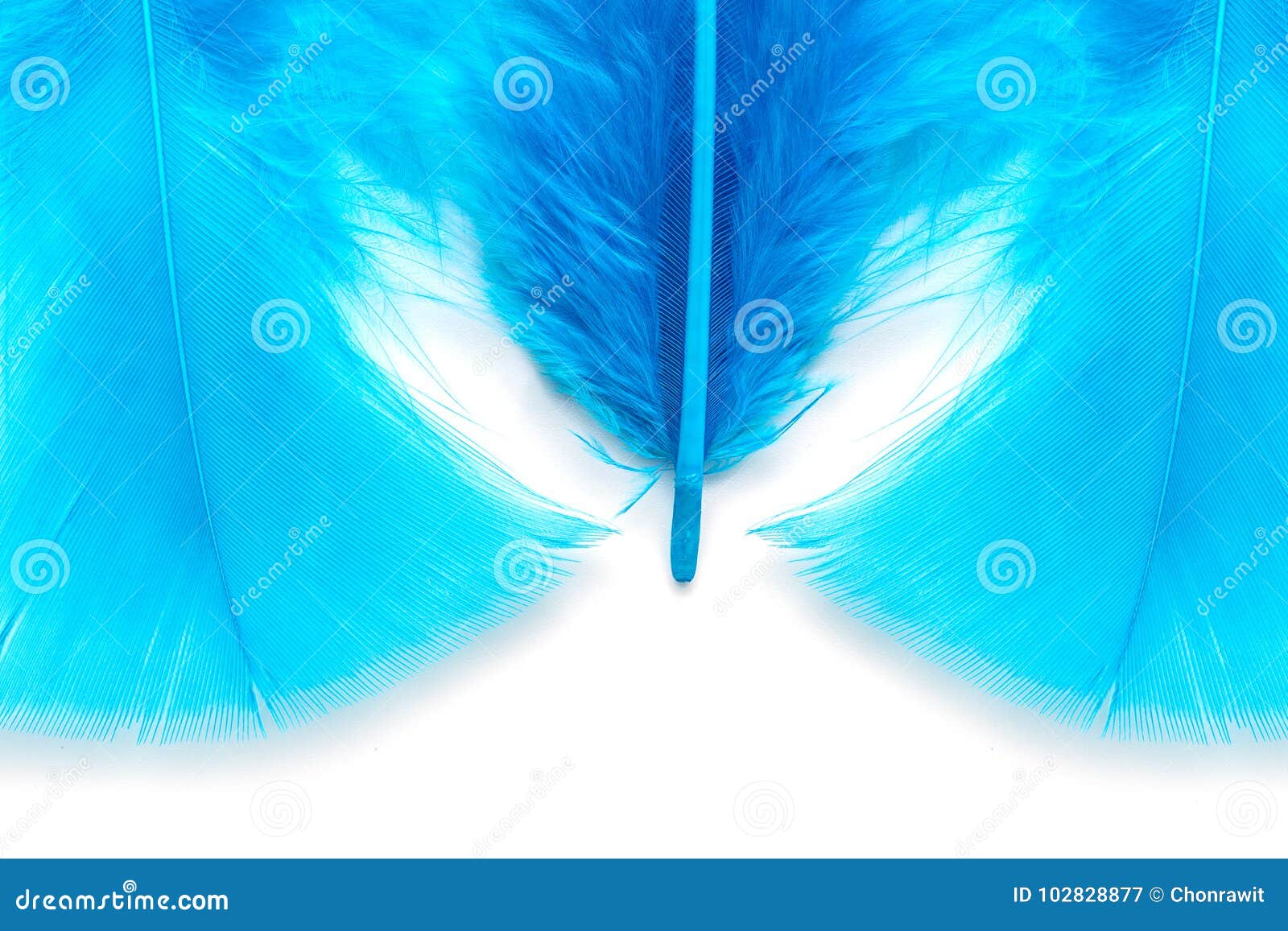 Primer De La Pluma Azul Aislado En Blanco Imagen de archivo - Imagen de ...