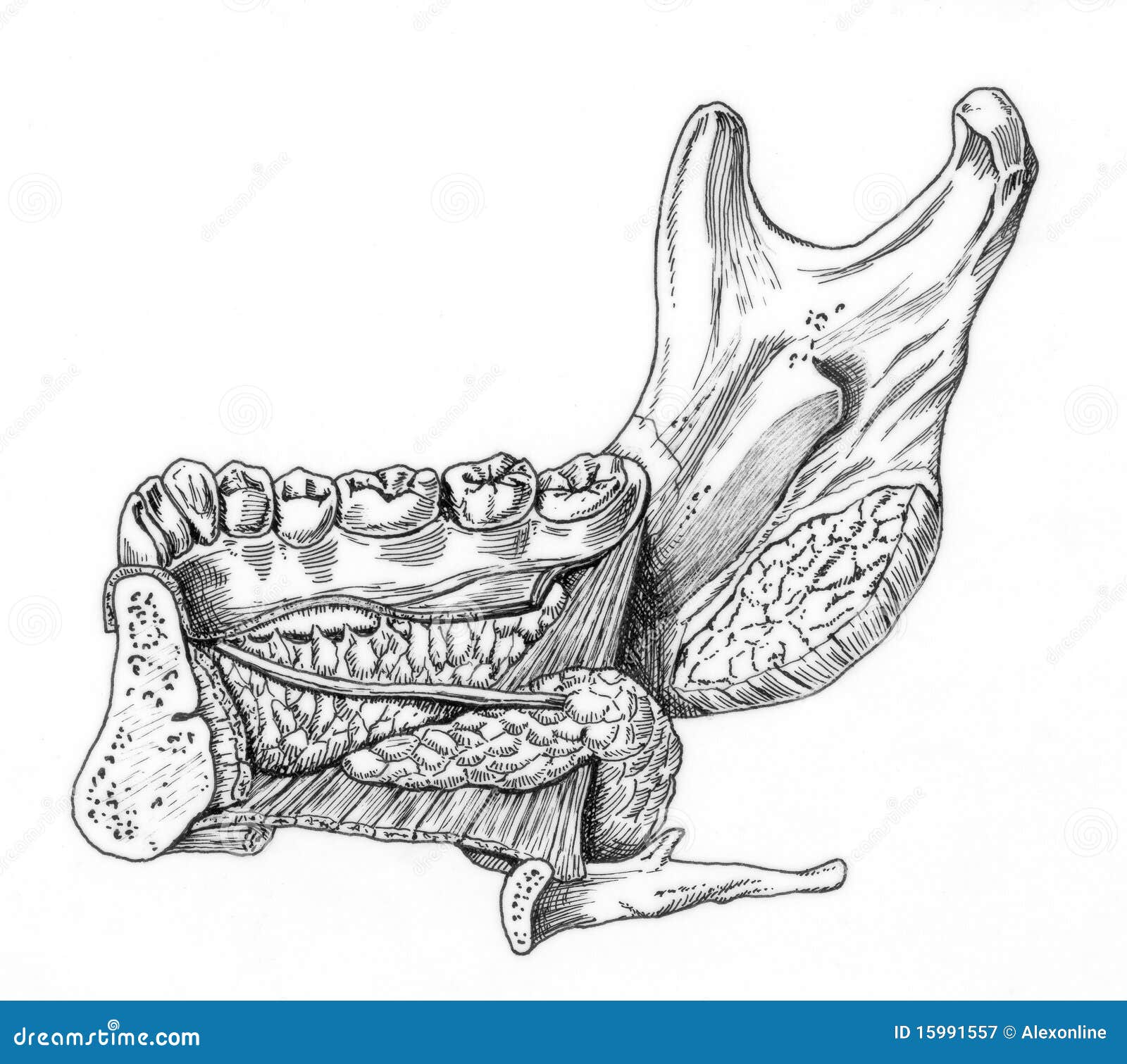 Primer De La Quijada Humana Stock de ilustración - Ilustración de hueso ...