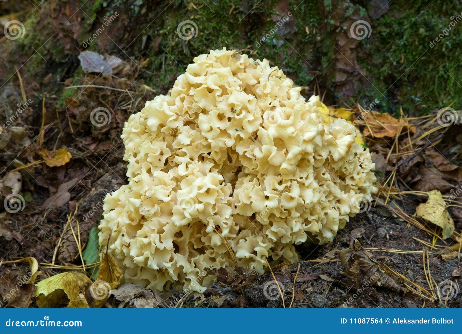Primer De La Seta De La Coliflor Foto de archivo - Imagen de primer ...