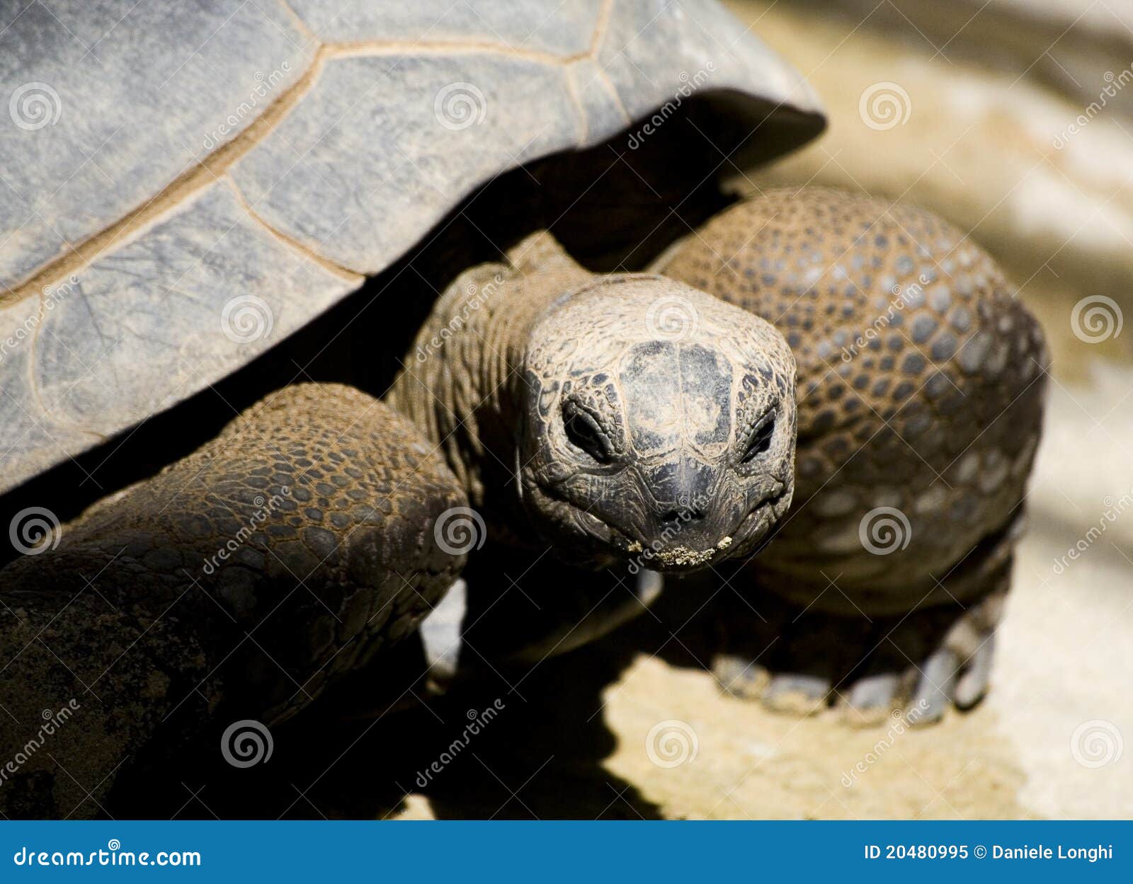 Primer de la tortuga imagen de archivo. Imagen de tortuga - 20480995