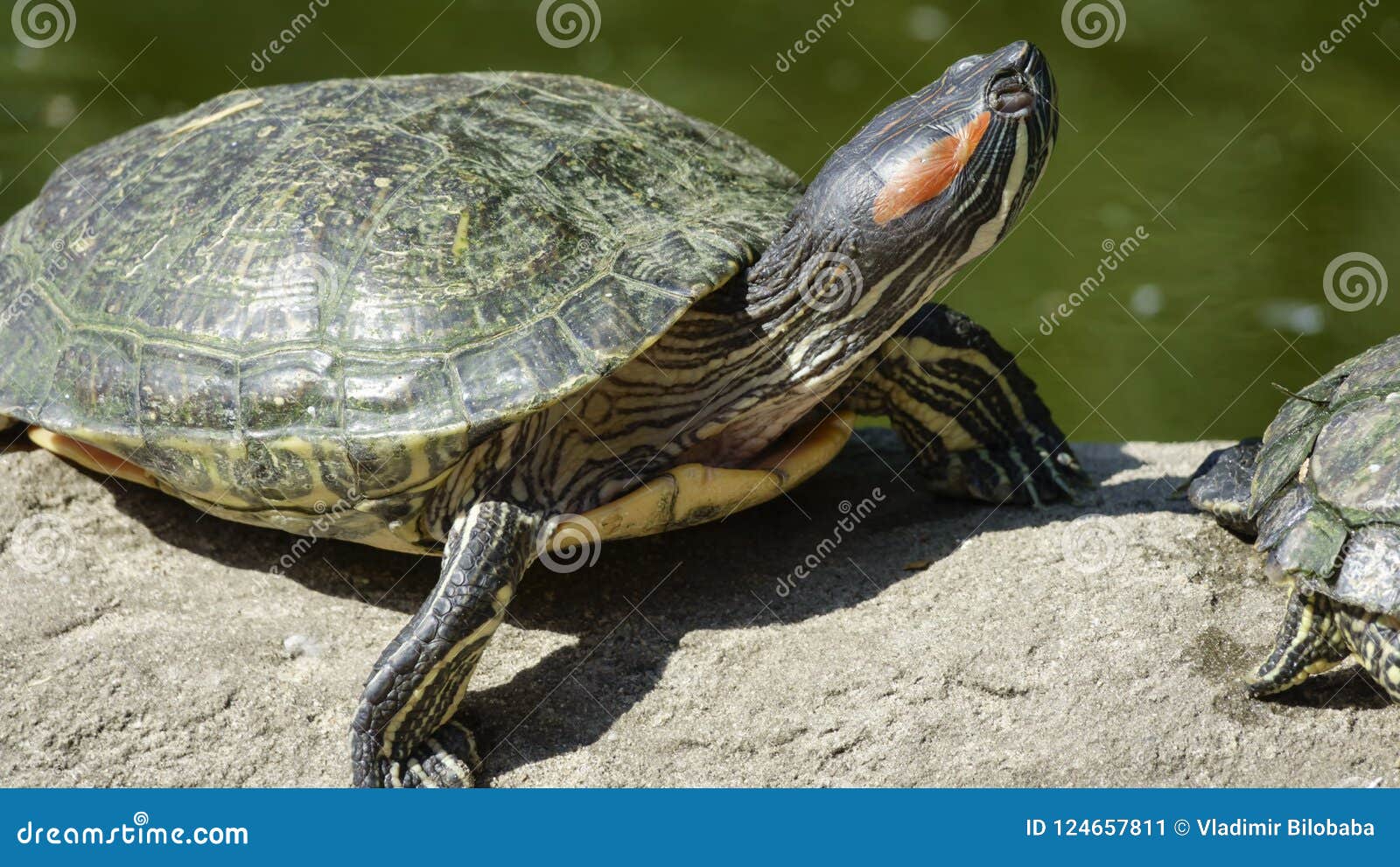 Primer De La Tortuga Del Río Imagen de archivo - Imagen de tortuga ...