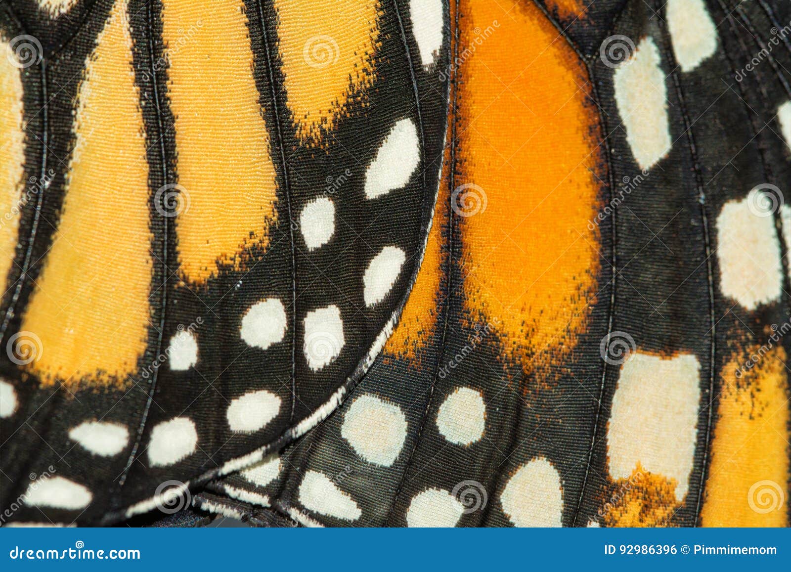 Primer De Las Alas Del Monarca Foto de archivo - Imagen de macro ...