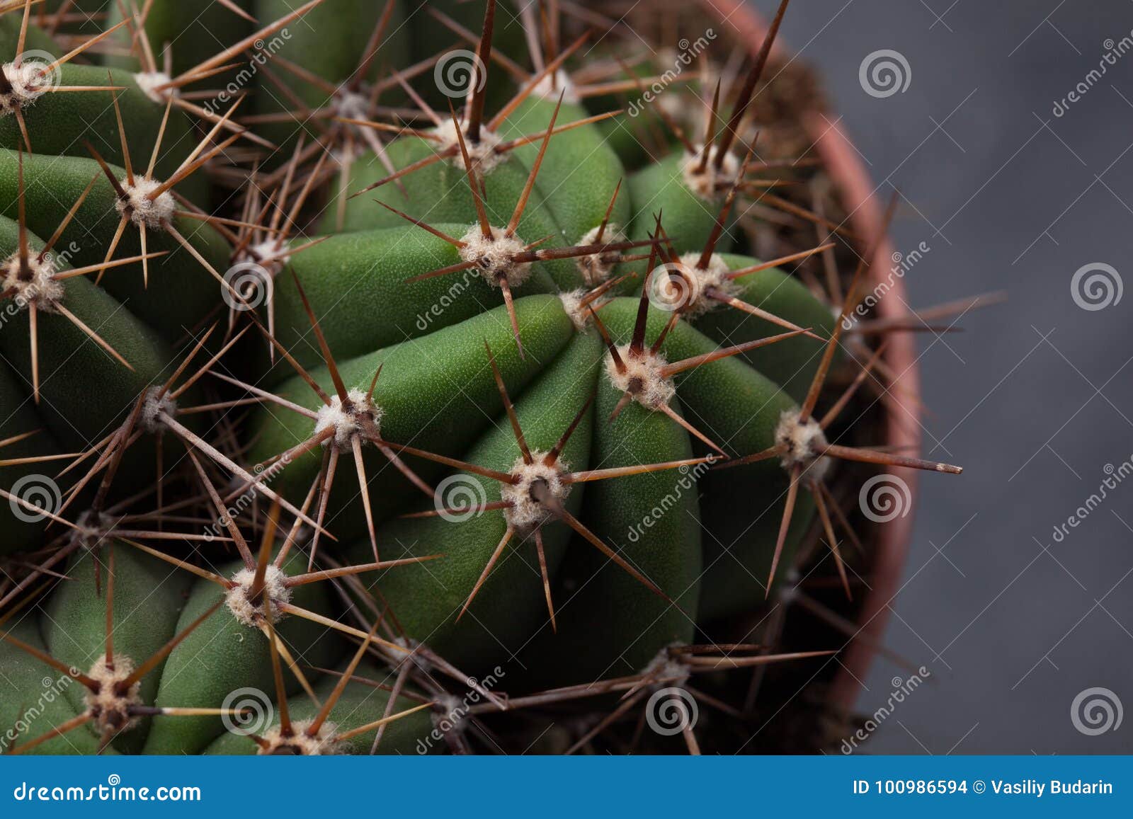 Primer De Las Espinas Del Cactus Espinas Macras Del Cactus Fondo Del ...