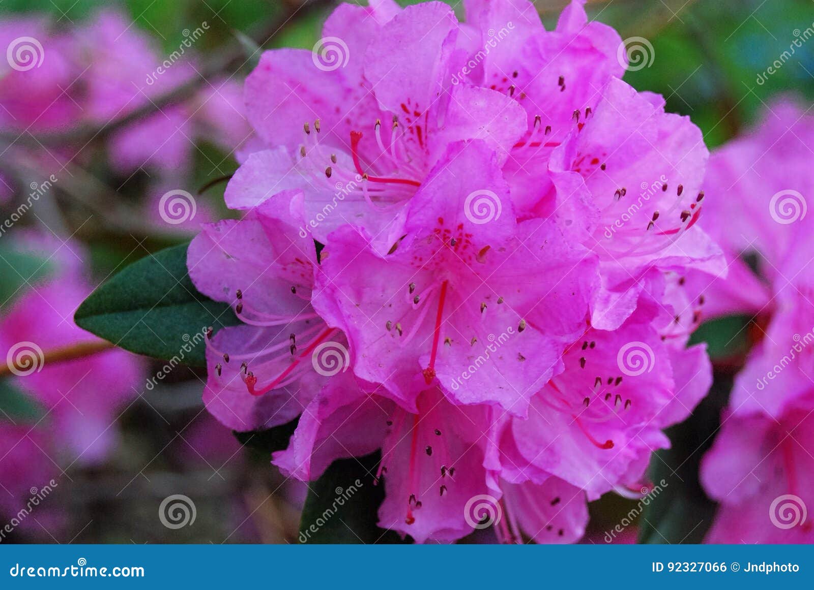 Primer De Las Flores Rosadas De La Azalea Foto de archivo - Imagen de ...
