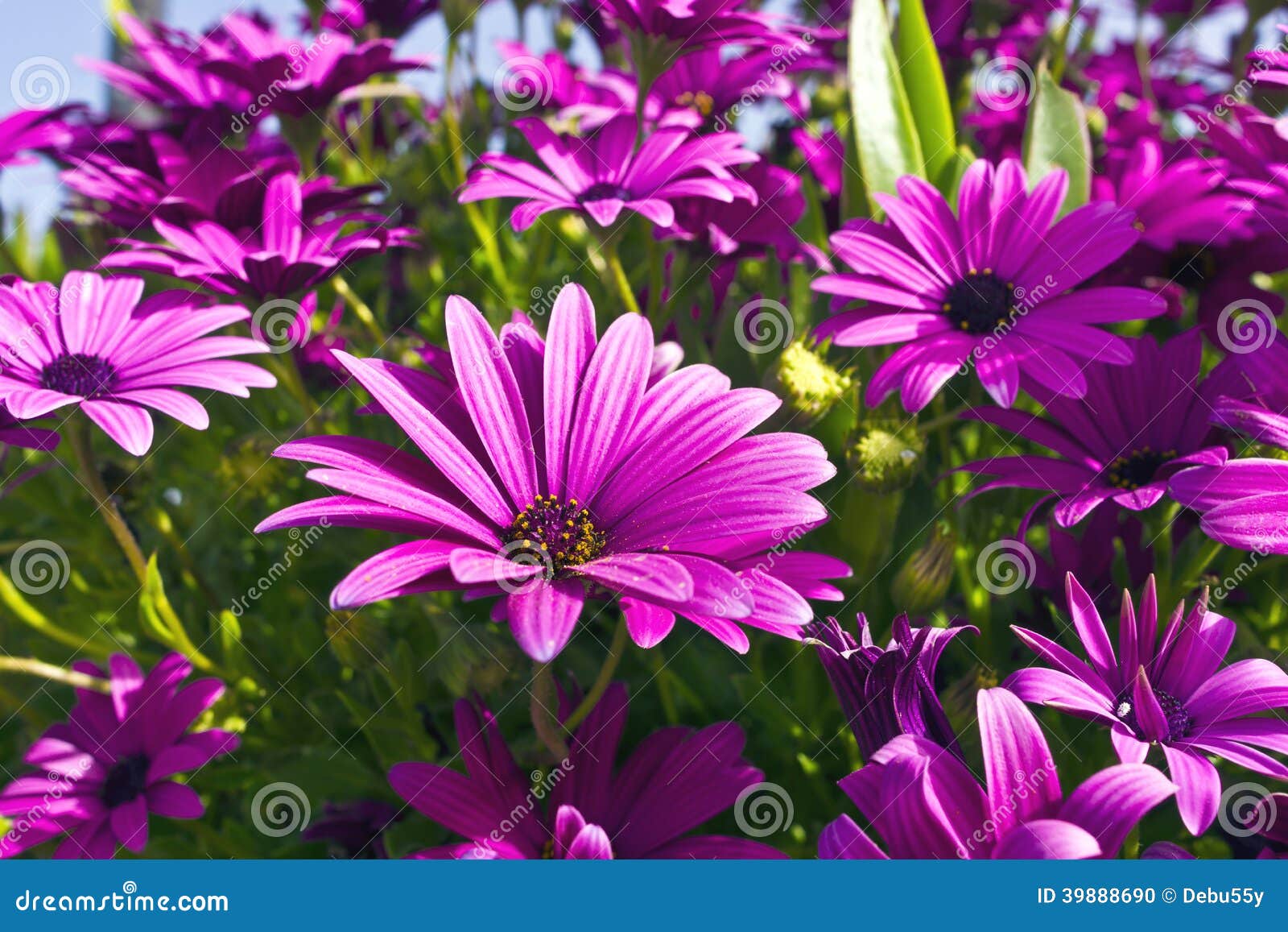 Primer De Las Margaritas Africanas. Foto de archivo - Imagen de belleza ...