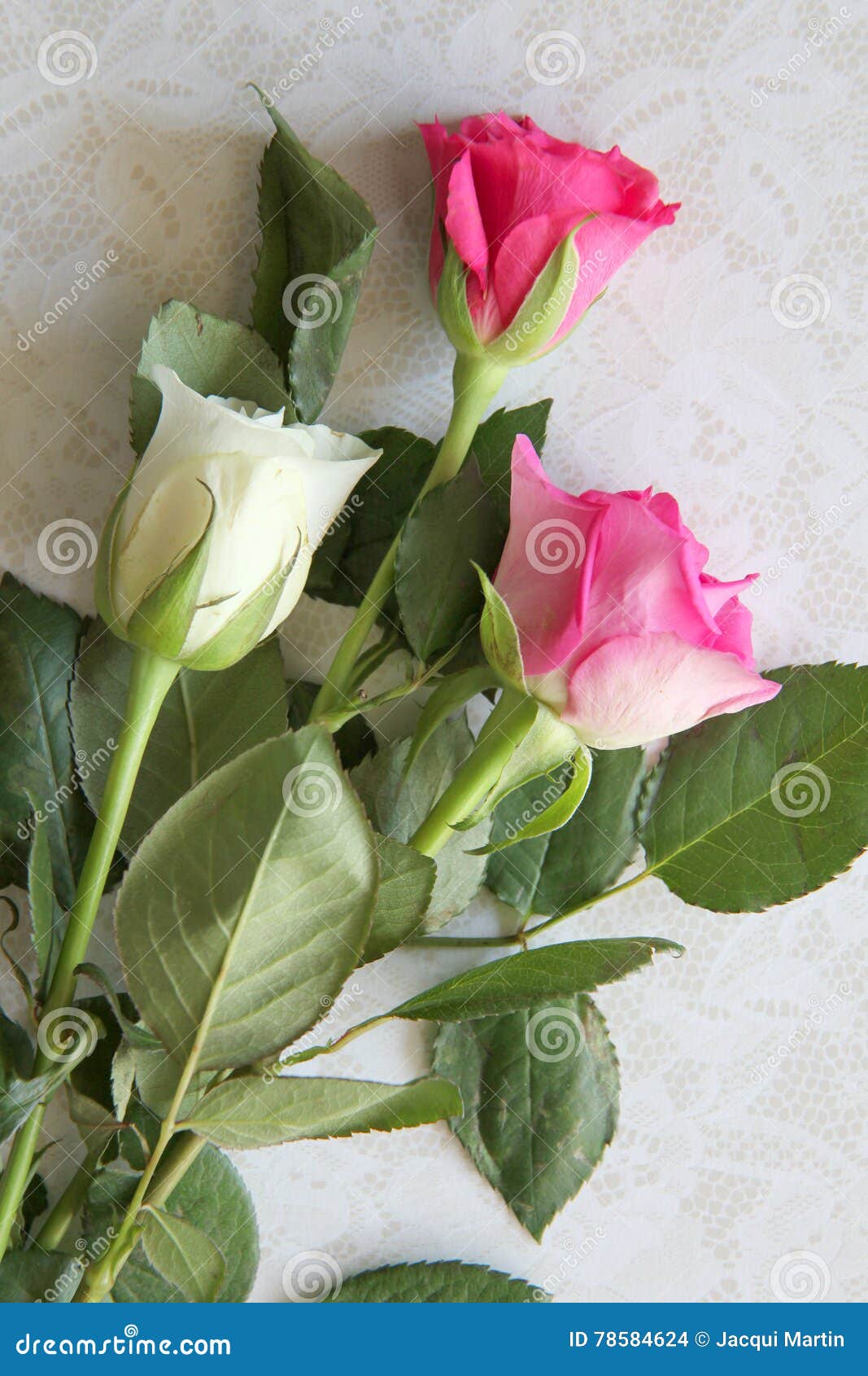 Primer De Las Rosas Blancas Y Rosadas Foto de archivo - Imagen de ...