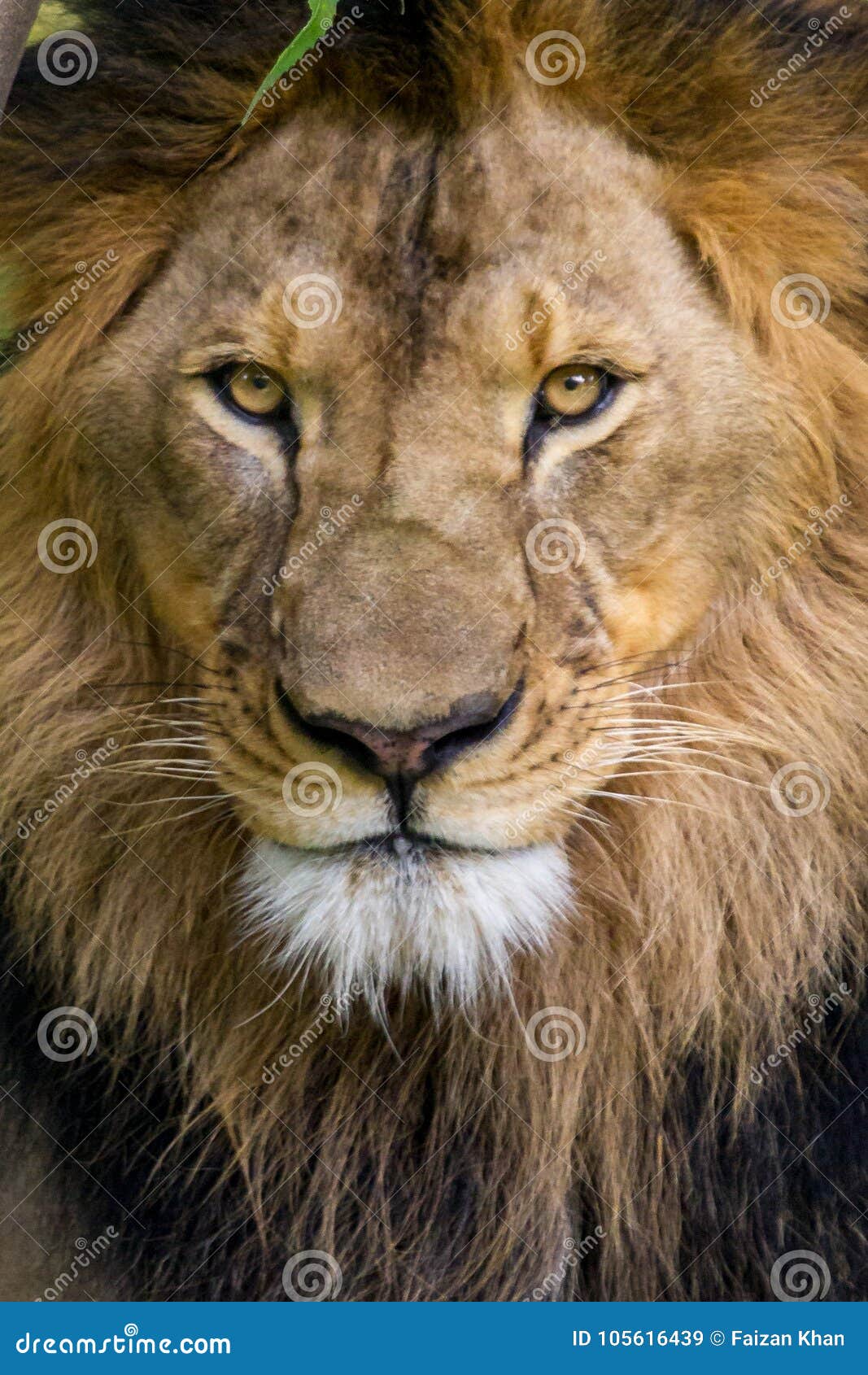 Primer de Lion Horizontal imagen de archivo. Imagen de horizontal ...