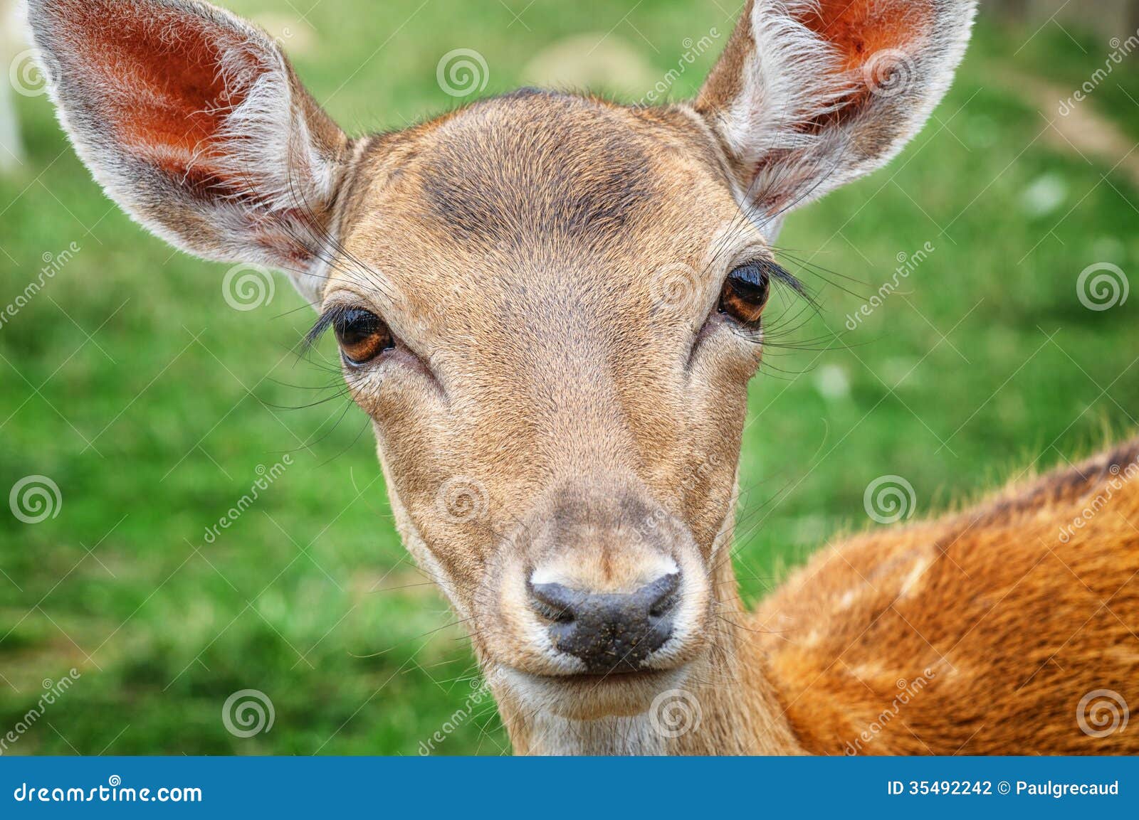 Primer De Los Ciervos Del Bebé Foto de archivo - Imagen de cubo ...