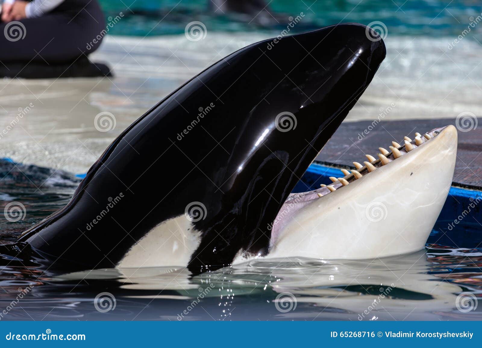 Primer De Los Dientes De La Orca Foto de archivo - Imagen de parque ...