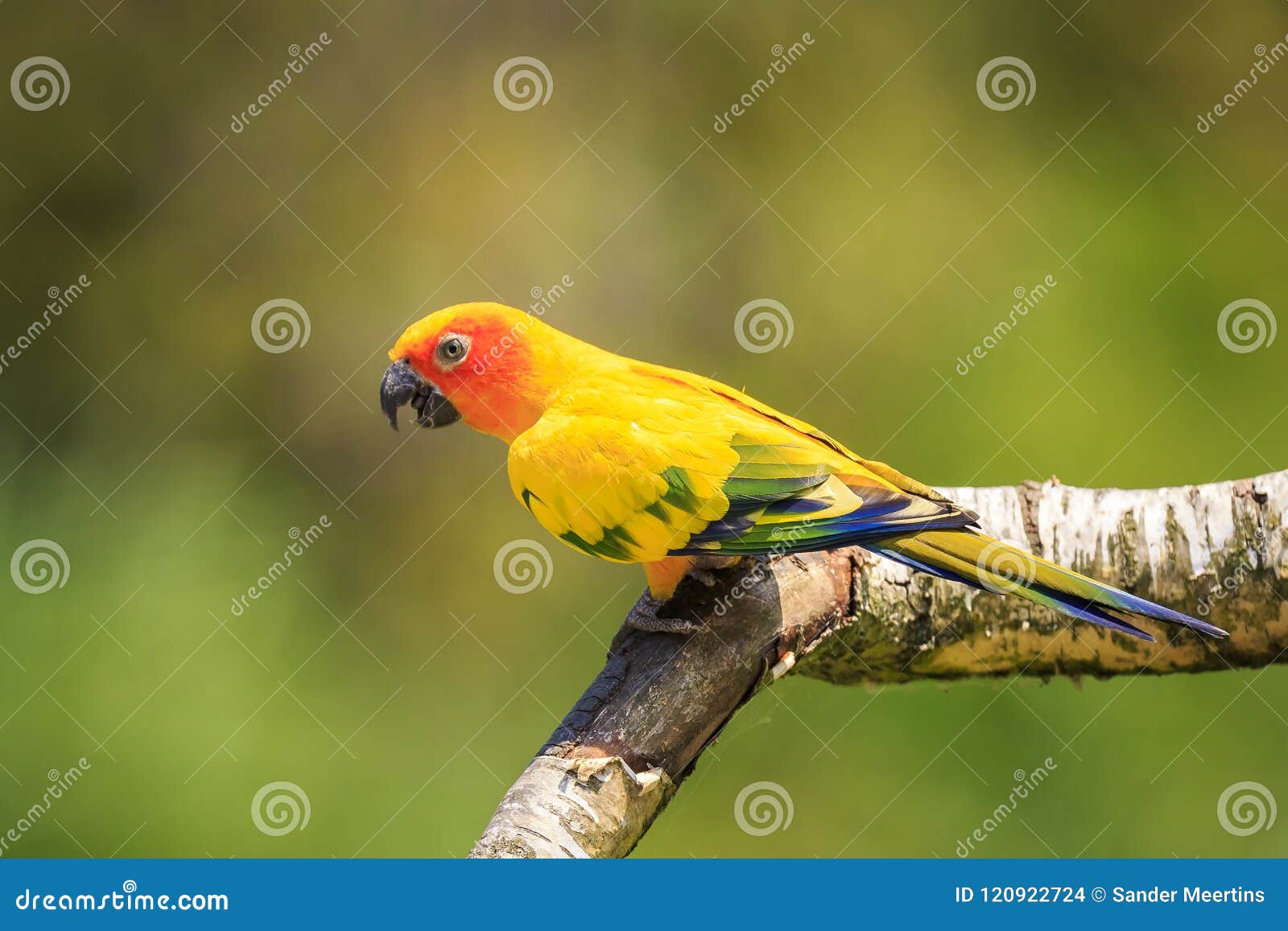 Primer De Los Solstitialis De Aratinga Del Conure Del Periquito Del Sol ...