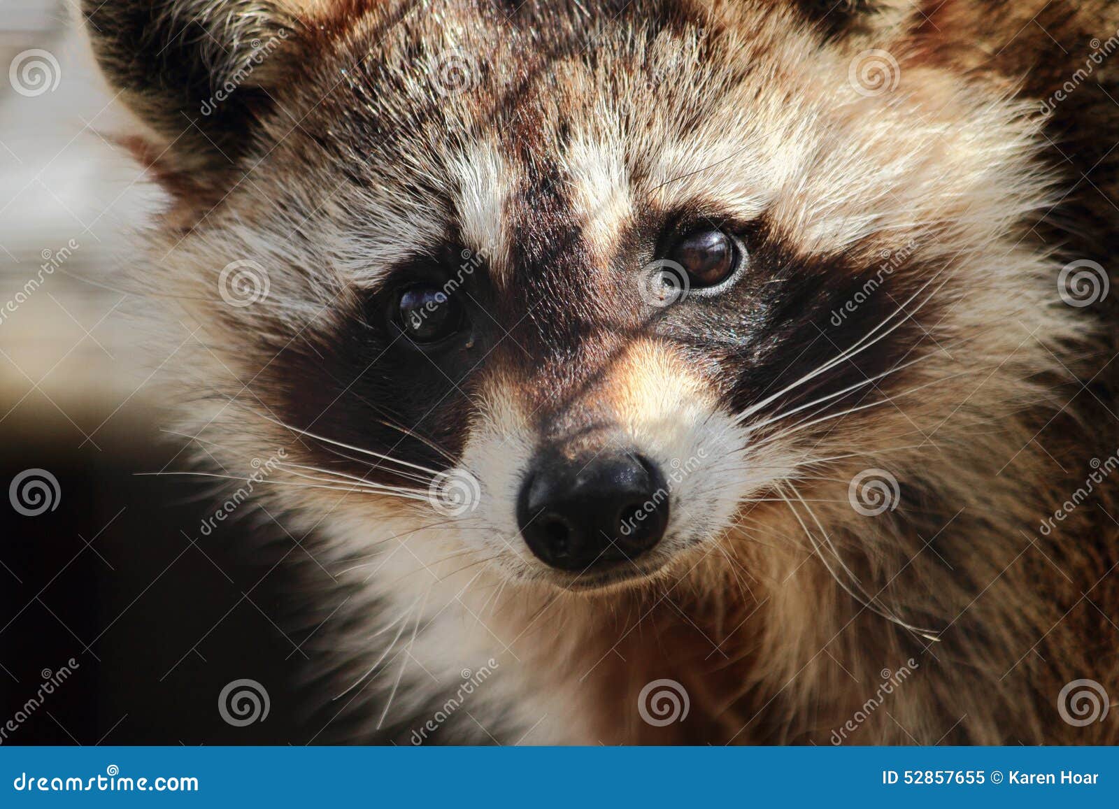 Primer De Mirada Triste Del Mapache Imagen de archivo - Imagen de ojos ...