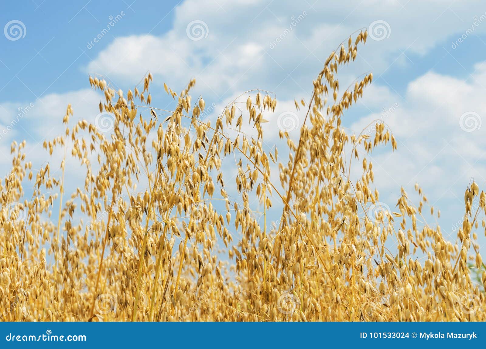 Primer De Oro De La Avena Del Color Foto de archivo - Imagen de planta ...