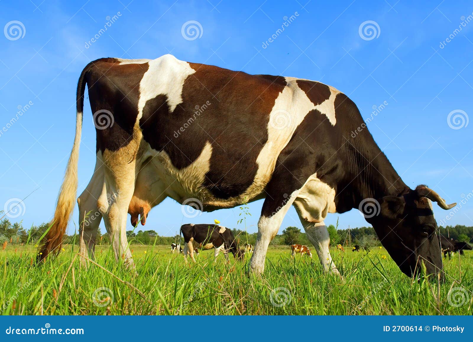 Primer De Pastar La Vaca Lechera Foto de archivo - Imagen de animal ...